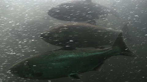 Salmon Pass Through Fishladder, Fish Lad... | Stock Video | Pond5