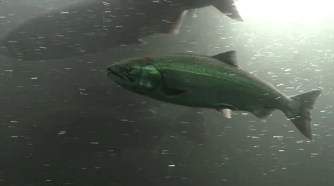 Salmon Pass Through Fishladder, Fish Lad... | Stock Video | Pond5