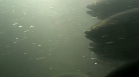 Salmon Pass Through Fishladder, Fish Lad... | Stock Video | Pond5