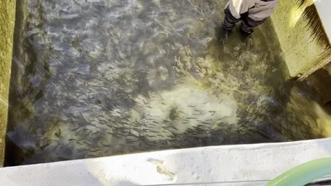 Salmon Stocking Stock Videos – Royalty-Free HD & 4K Videos | Pond5