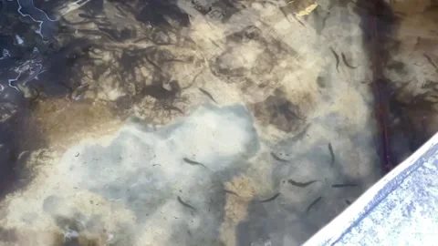 Salmon Stocking Stock Videos – Royalty-Free HD & 4K Videos | Pond5