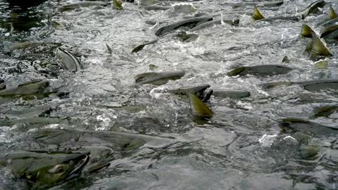 Gostream To Stock Footage ~ Royalty Free Stock Videos | Pond5