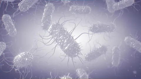 Salmonella bacteria animation. Germ infe... | Stock Video | Pond5