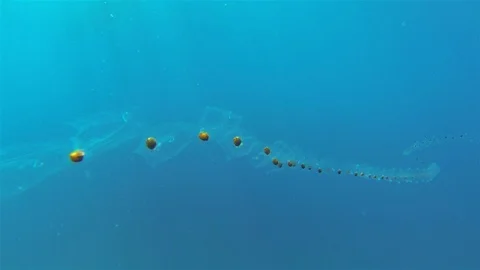 Salps Plankton In Long Jellyfish Chain U... | Stock Video | Pond5