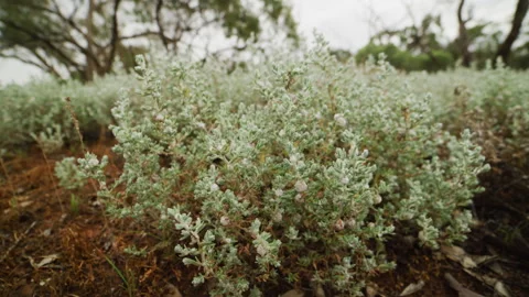 Salt Bush, Cobar, NSW, Outback Australia | Stock Video | Pond5
