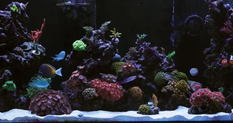 Salt Water Reef Aquarium with many types... | Stock Video | Pond5