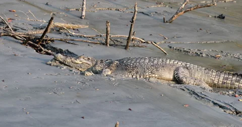 Saltwater crocodile in mud in Sundarbans... | Stock Video | Pond5