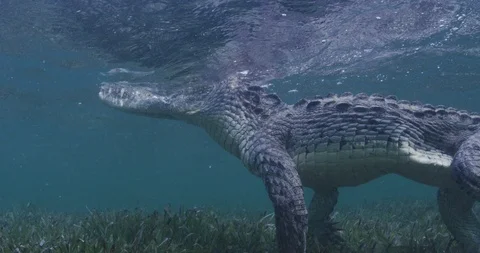 Saltwater crocodile walking on the floor... | Stock Video | Pond5