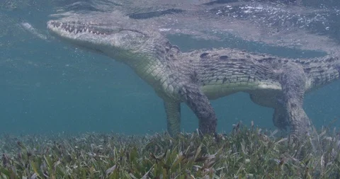 Crocodile Walking Stock Video Footage | Royalty Free Crocodile Walking ...