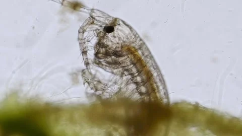 Amphipod Stock Footage ~ Royalty Free Stock Videos | Pond5