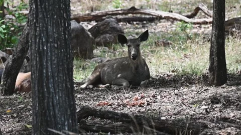 Sambar deer looking into the camera whil... | Stock Video | Pond5