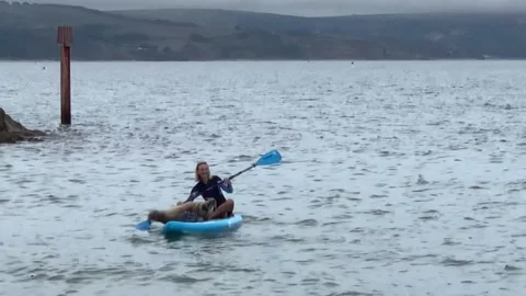 Sammy the Seal Hijacks Paddle Board, Wey... | Stock Video | Pond5