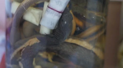 the sample of different snakes in the te... | Stock Video | Pond5