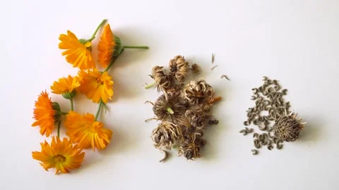 A sample of flowering plants three natur... | Stock Video | Pond5