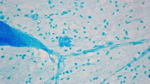 Sample for microscopy Motor end plate wh... | Stock Video | Pond5