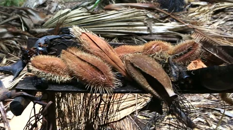 Samples De Stock Videos – Royalty-Free HD & 4K Videos