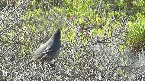 SAN CARLOS BCS MEXICO-2022: Exotic Bird ... | Stock Video | Pond5