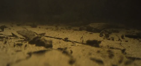 Trembler Stock Video Footage | Royalty Free Trembler Videos | Pond5