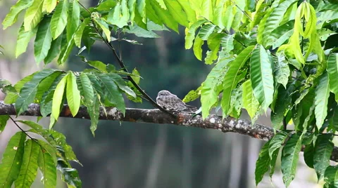 Sand-coloured Nighthawk, Chordeiles rupe... | Stock Video | Pond5