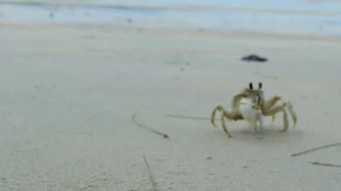 Sand crabs crawl through the sand and in... | Stock Video | Pond5