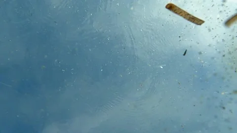Sand grains and algae floating in seawat... | Stock Video | Pond5