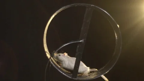 A sand mouse runs in a running wheel on ... | Stock Video | Pond5