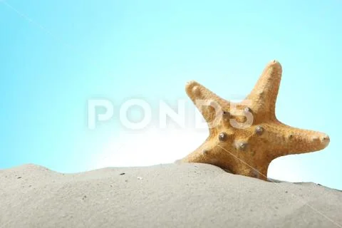 Sand, shells and starfish on a blue background with place for text ...
