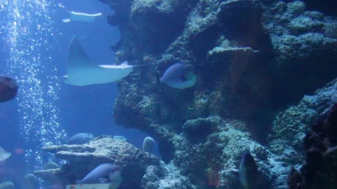 Shark Swimming Video Stock Videos – Royalty-Free HD & 4K Videos | Pond5