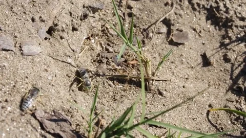 Sand wasp trying to dig up her burrow ne... | Stock Video | Pond5