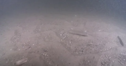Sand whiting fleeing on sandy silty estu... | Stock Video | Pond5