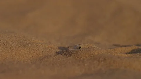 Sandfish skink sticking out of sand in t... | Stock Video | Pond5