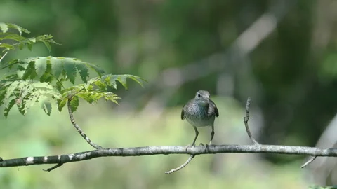 Making Loud Noises Stock Videos – Royalty-Free HD & 4K Videos