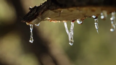 Sap Stock Footage ~ Royalty Free Stock Videos | Pond5