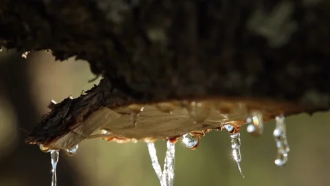 Sap dripping from tree in sunlight | Stock Video | Pond5