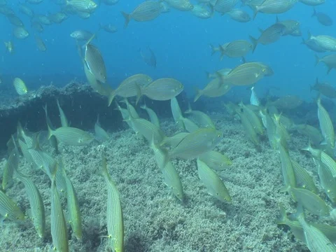 Salma X Stock Videos – Royalty-Free HD & 4K Videos | Pond5