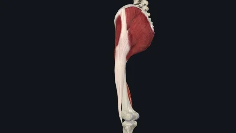 Sartorius Muscle Stock Videos – Royalty-Free HD & 4K Videos