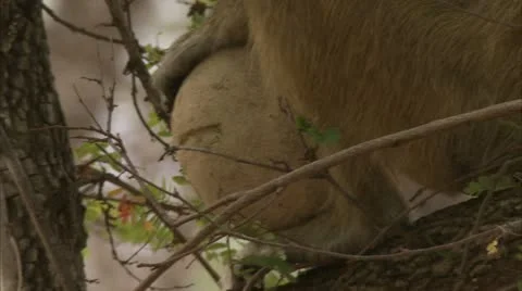 Baboon Eating Fruit Stock Videos – Royalty-Free HD & 4K Videos