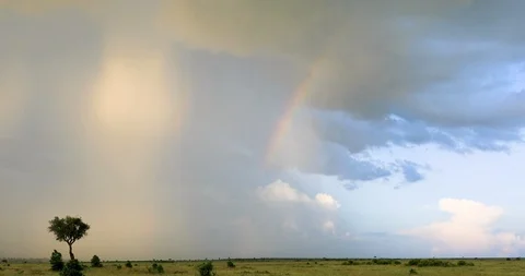 Savannah Rain Stock Videos – Royalty-Free HD & 4K Videos