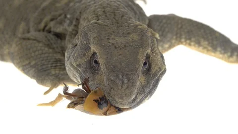 Savannah Monitor Lizard eats cockroach (... | Stock Video | Pond5