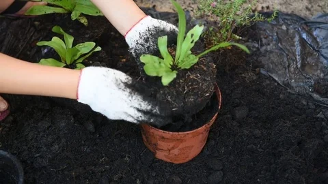 save earth save life by plant the tree, ... | Stock Video | Pond5