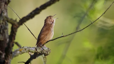 Savi’s warbler (Locustella luscinioide... | Stock Video | Pond5