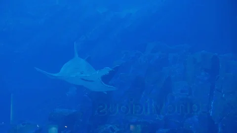 Sawfish also known as carpenter shark sw... | Stock Video | Pond5