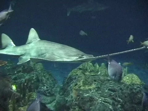 Sawfish Stock Footage ~ Royalty Free Stock Videos | Pond5