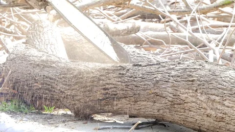 Mummified Stock Video Footage | Royalty Free Mummified Videos | Pond5