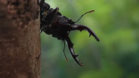 Sawtooth stag beetle | Stock Video | Pond5