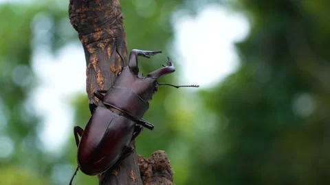 Sawtooth stag beetle | Stock Video | Pond5