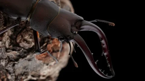 Stag Film Stock Video Footage | Royalty Free Stag Film Videos | Pond5