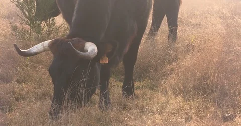 Sayaguesa cow grazing - on camera - in r... | Stock Video | Pond5