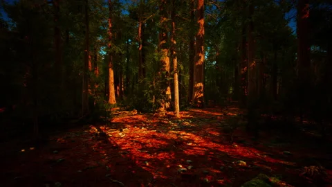 Scale of the giant sequoias of Sequoia N... | Stock Video | Pond5