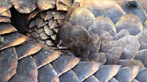 Wanted Stock Videos – Royalty-Free HD & 4K Videos